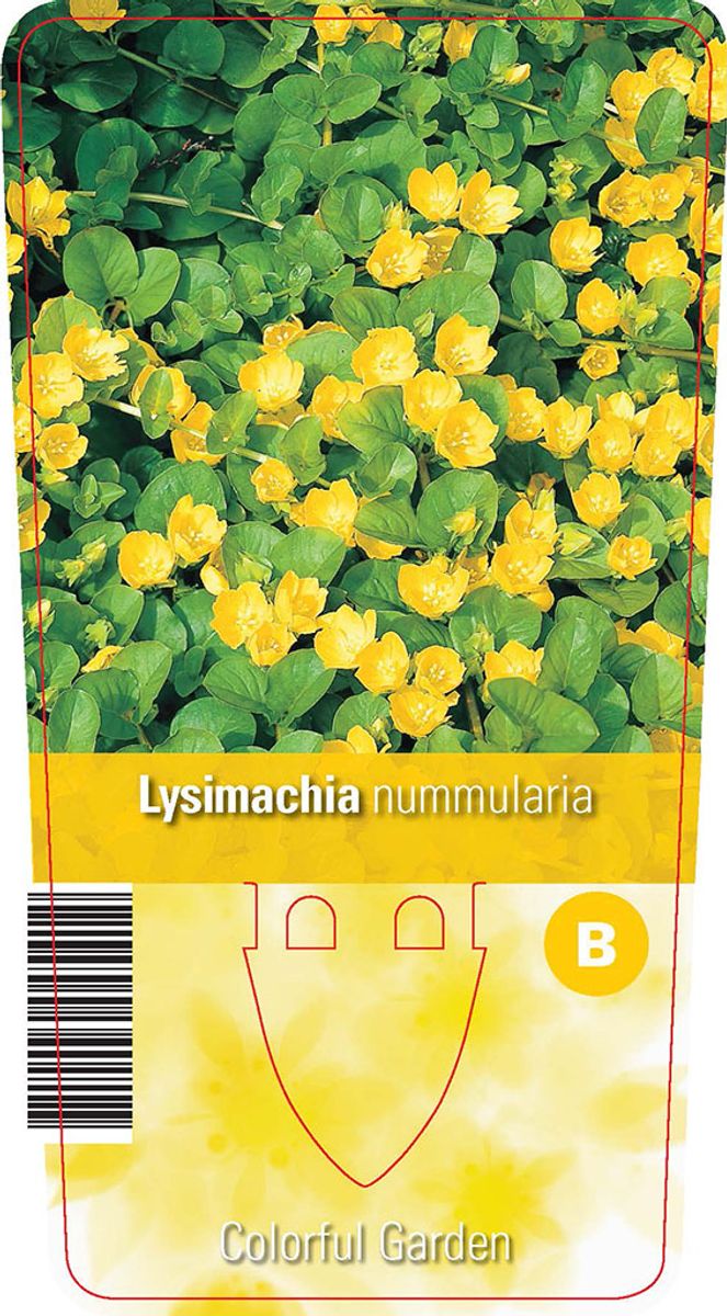 Lysimachia nummularia — Plant Wholesale FlorAccess