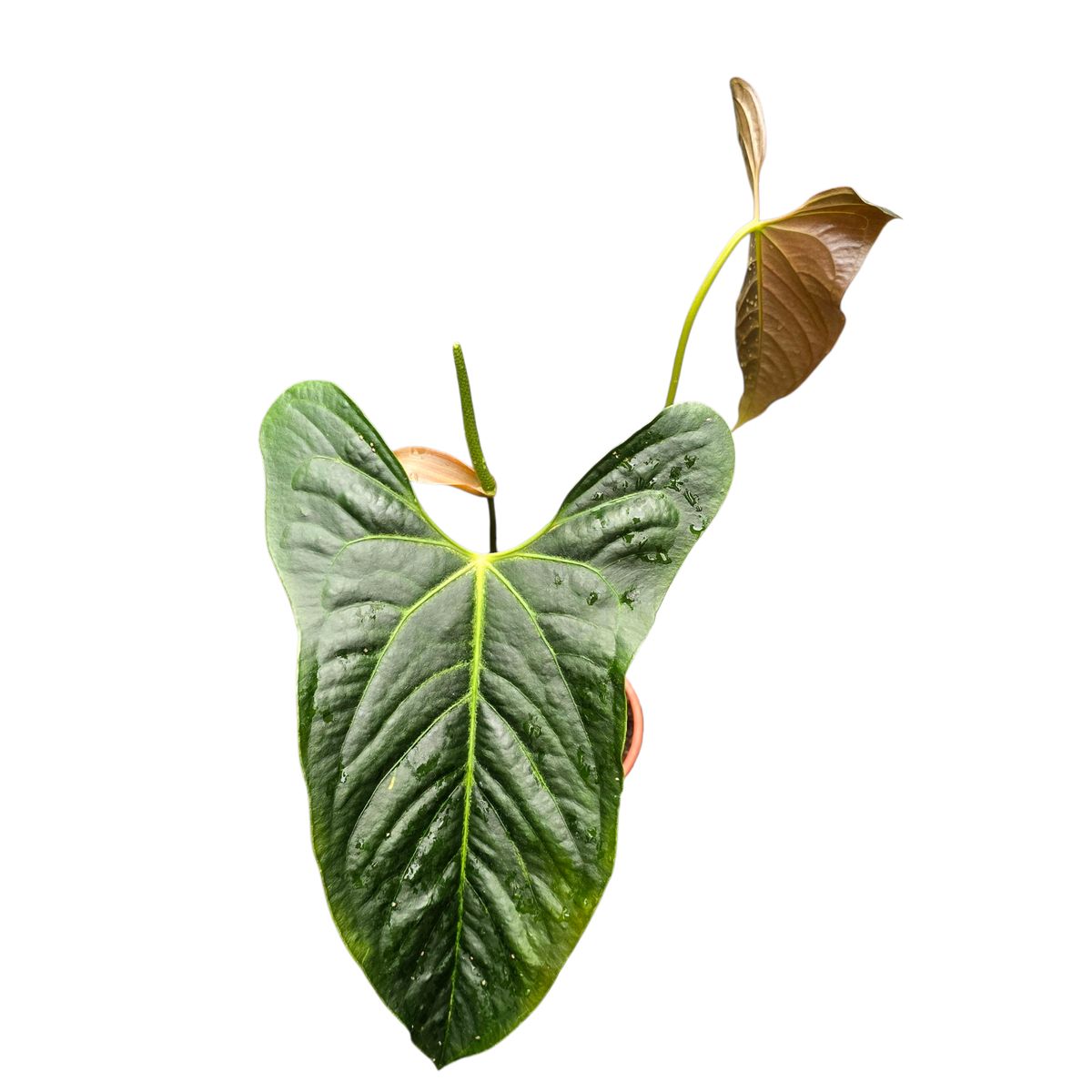 Anthurium papillilaminum 'Ree Gardens' x sp. Napo — Plant Wholesale ...