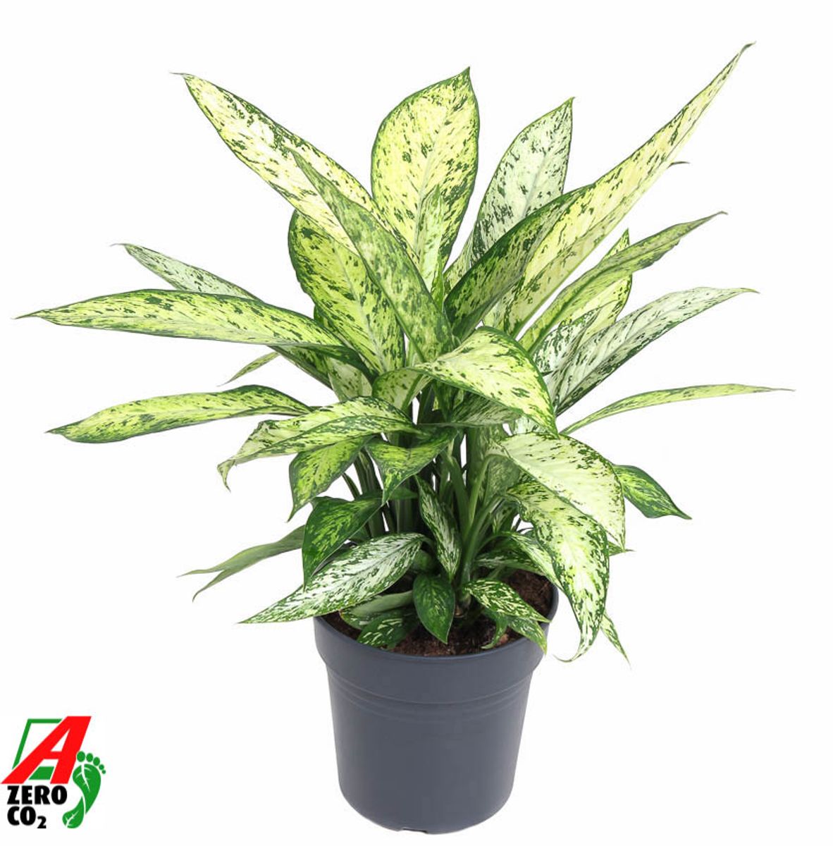 Dieffenbachia 'Vesuvius' — Plant Wholesale FlorAccess