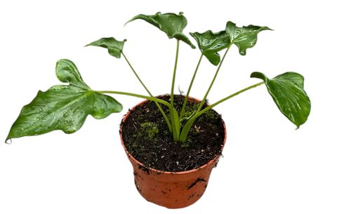Alocasia 'Triangularis' — Plant Wholesale FlorAccess