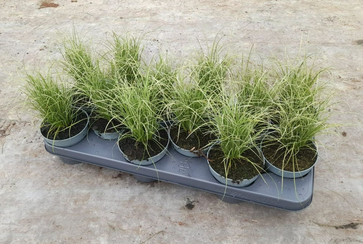 Carex comans AMAZON MIST — Plant Wholesale FlorAccess