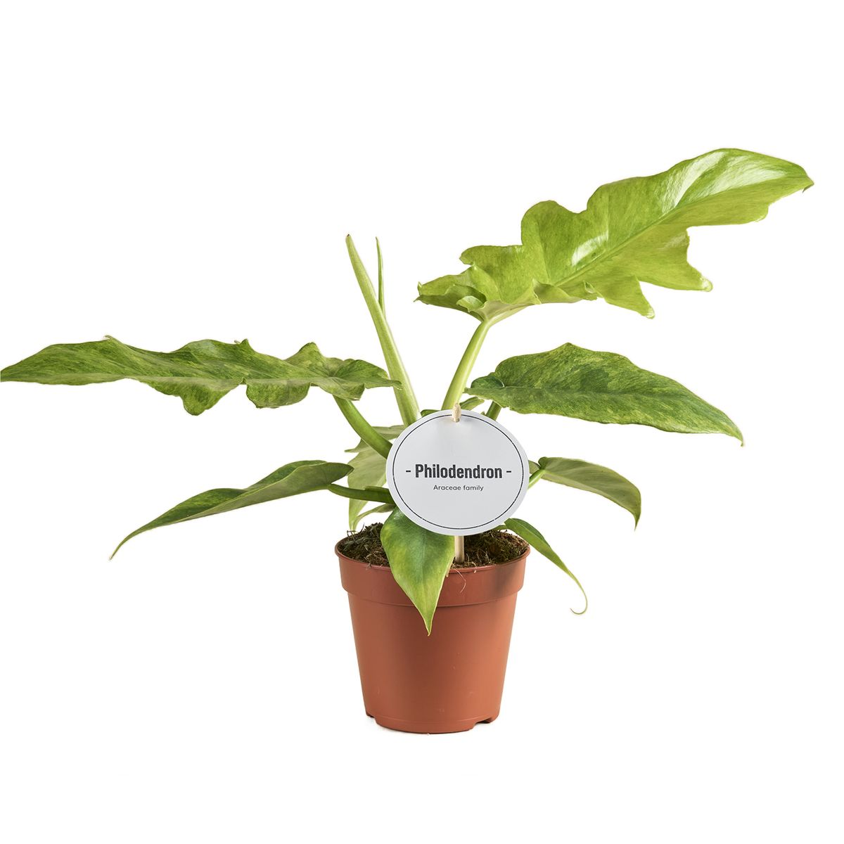 Philodendron 'Bob Cee' — Plant Wholesale FlorAccess