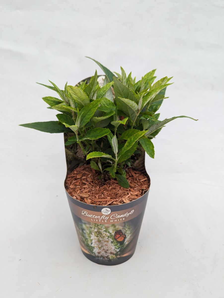 Buddleja davidii BUTTERFLY CANDY LITTLE WHITE — Plant Wholesale FlorAccess