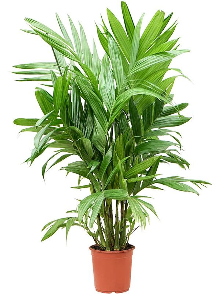 Areca triandra — Plant Wholesale FlorAccess