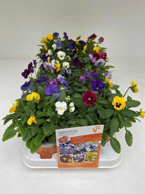 Viola CORNUTA MIX IN POT — Plant Wholesale FlorAccess