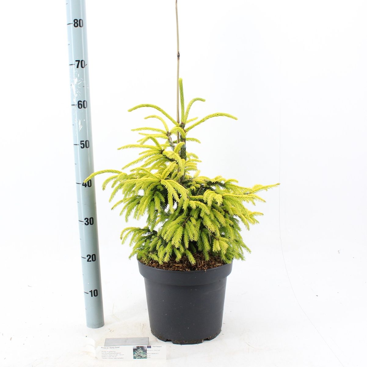 Picea orientalis 'Early Gold' — Plant Wholesale FlorAccess