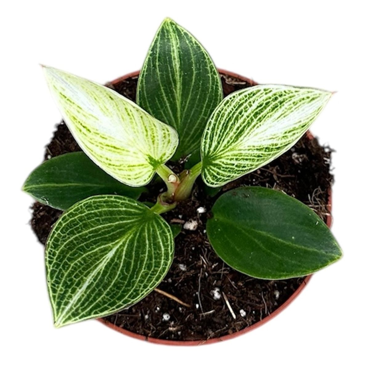 Philodendron BIRKIN GALAXY — Plant Wholesale FlorAccess