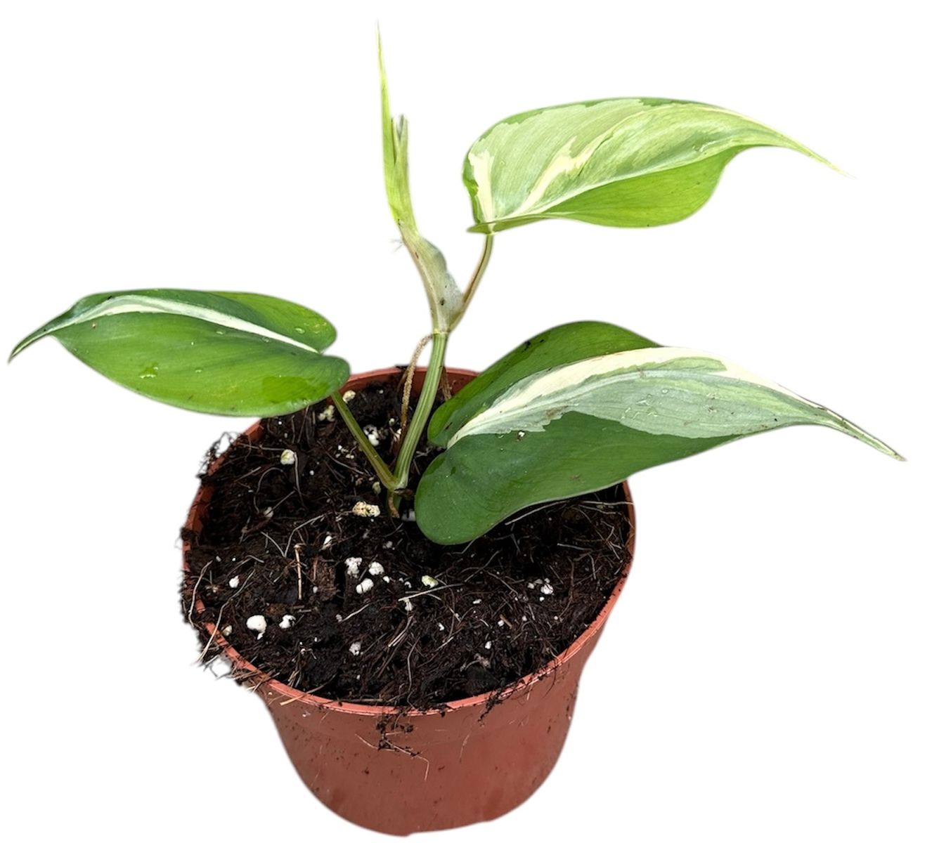 Philodendron scandens 'Rio' — Plant Wholesale FlorAccess