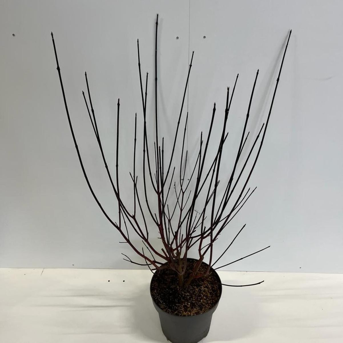 Cornus alba 'Kesselringii' — Plant Wholesale FlorAccess