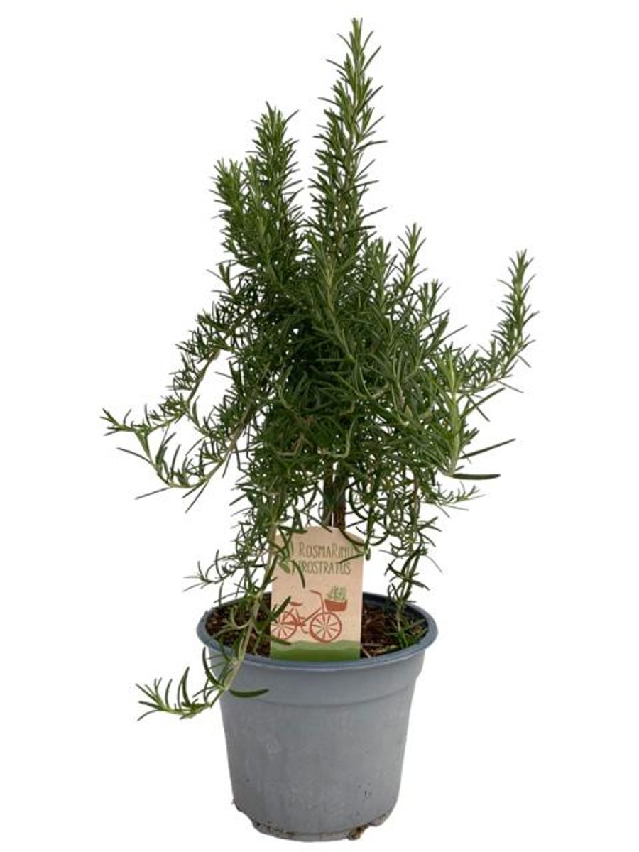 Rosmarinus officinalis 'Prostratus' — Plant Wholesale FlorAccess