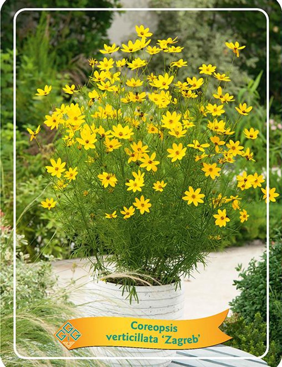 Coreopsis verticillata 'Zagreb' — Plant Wholesale FlorAccess