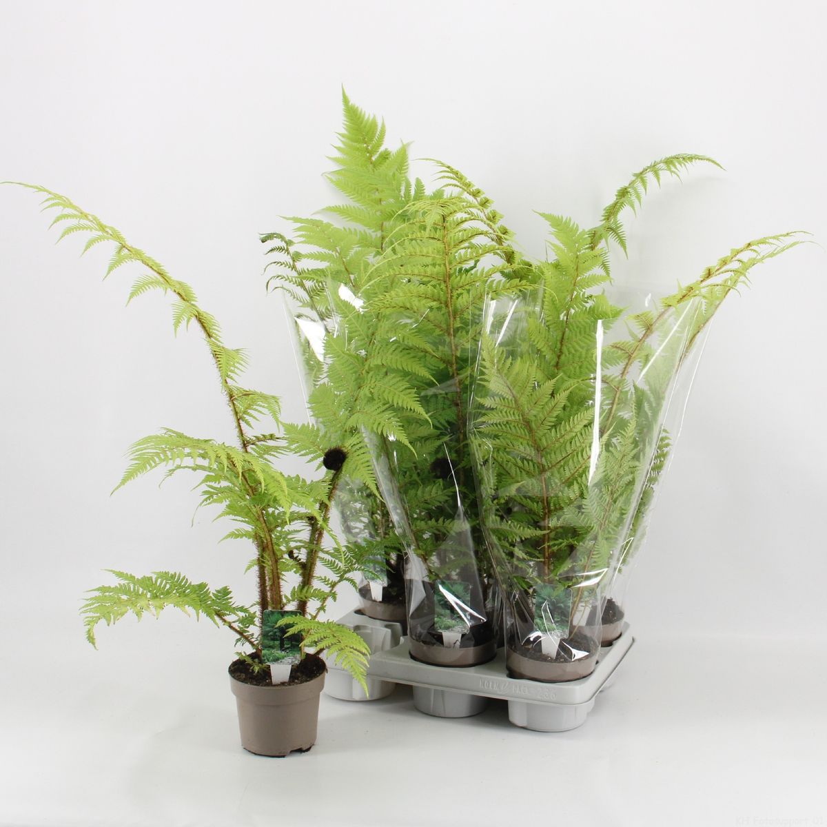 Cyathea australis — Plant Wholesale FlorAccess