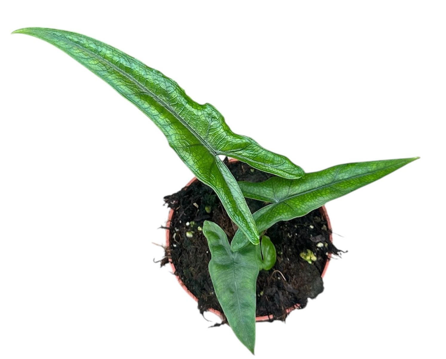 Alocasia 'Sabrina' — Plant Wholesale FlorAccess