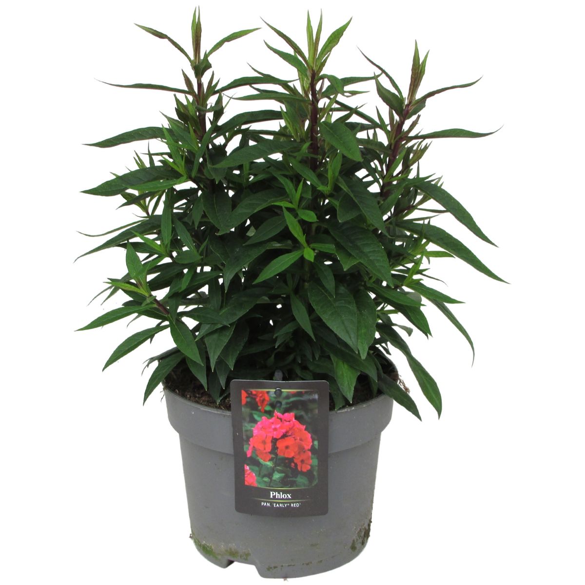 Phlox 'Early Red' — Plant Wholesale FlorAccess
