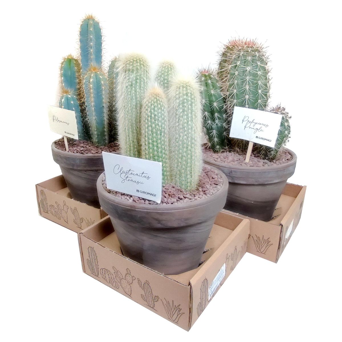 Cactus MIX — Plant Wholesale FlorAccess