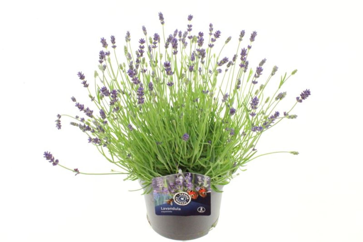 Lavandula angustifolia 'Essence Purple' — Plant Wholesale FlorAccess
