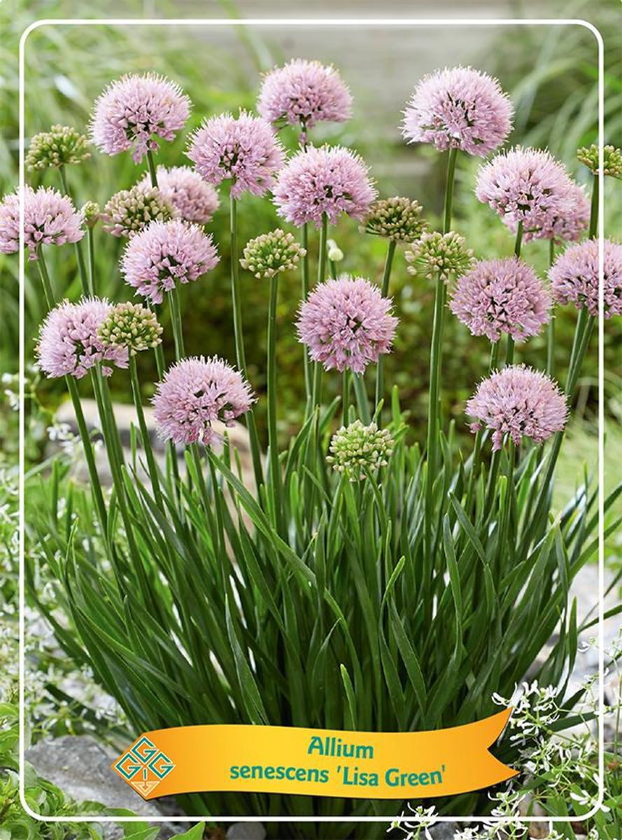 Allium senescens 'Lisa Green' — Plant Wholesale FlorAccess