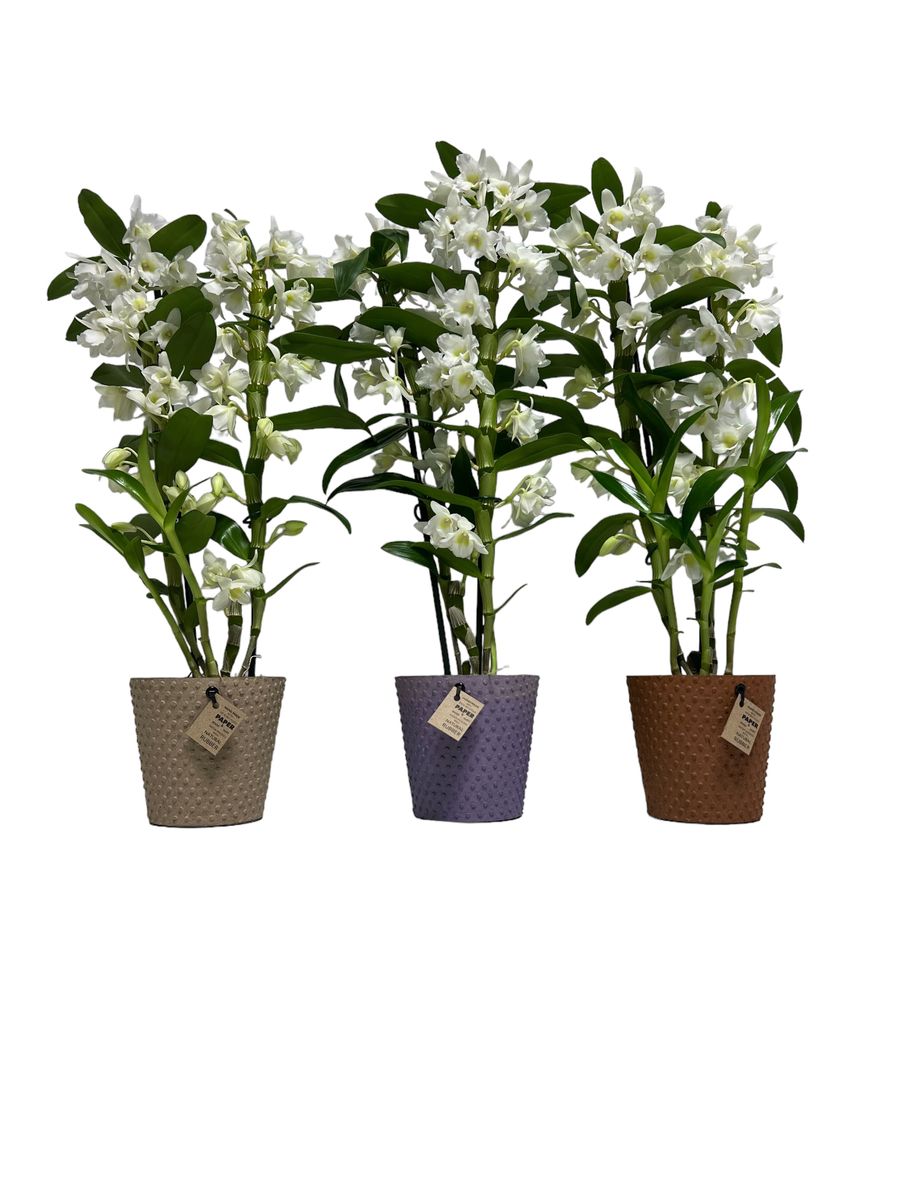 Dendrobium nobile SPRING DREAM STAR CLASS APOLLON — Plant Wholesale ...