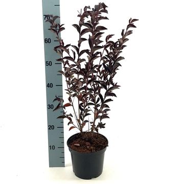 Lagerstroemia indica SHELL PINK — Plant Wholesale FlorAccess