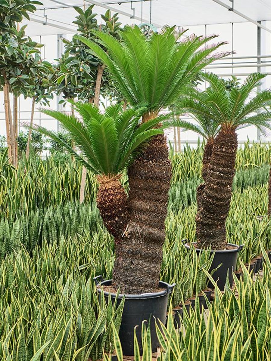 Cycas revoluta — Plant Wholesale FlorAccess
