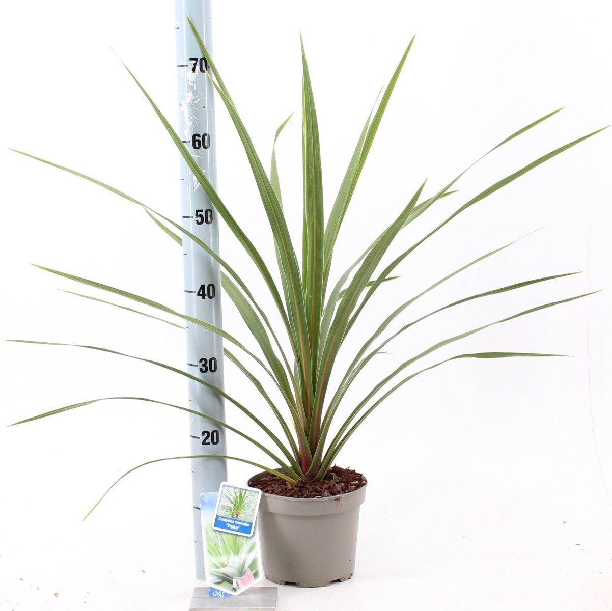 Cordyline indivisa 'Peko' — Plant Wholesale FlorAccess