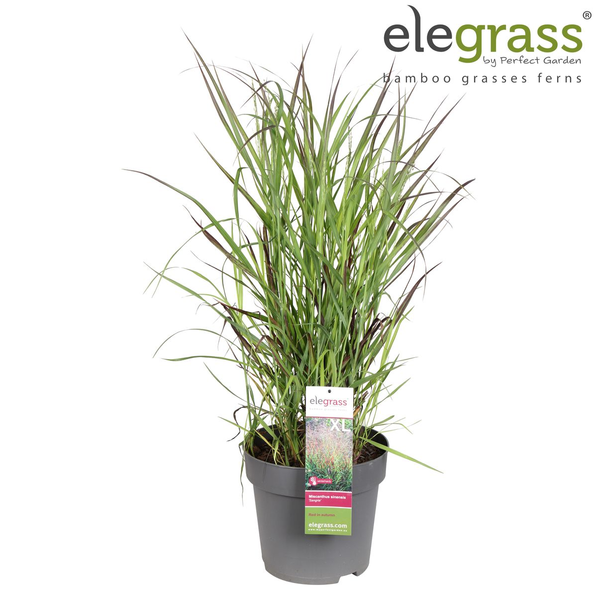 Panicum virgatum 'Summer Red' — Plant Wholesale FlorAccess