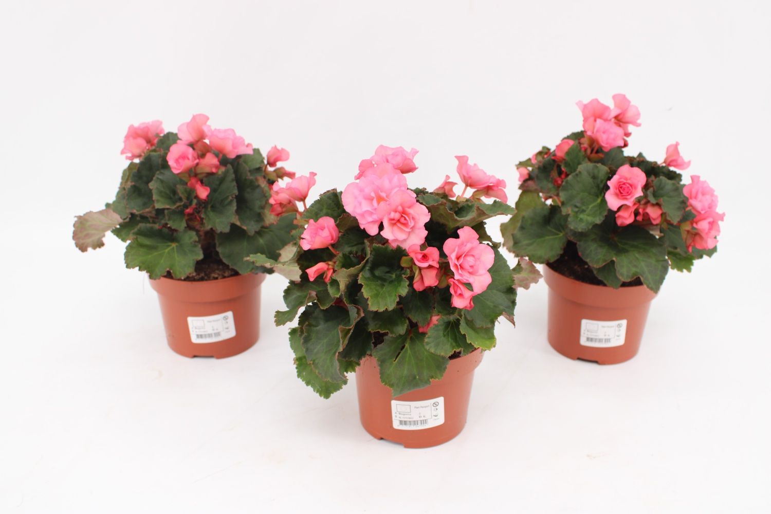 Begonia GLORY PINK — Plant Wholesale FlorAccess
