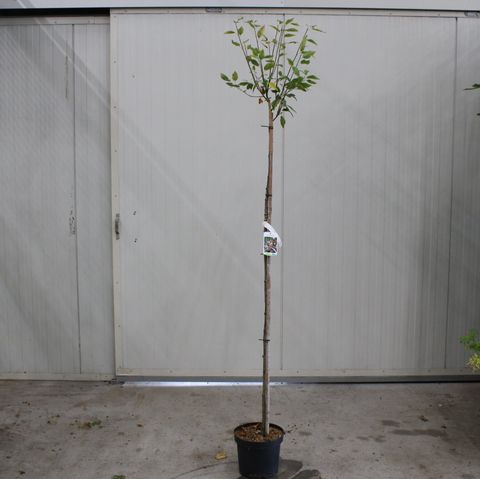 Amelanchier arborea 'Robin Hill' — Рослини оптом FlorAccess