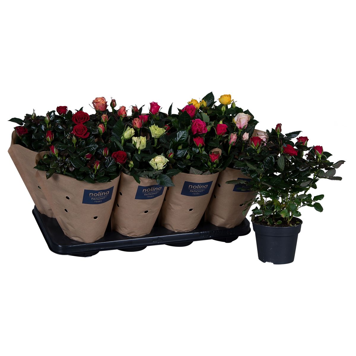 Rosa PATIOHIT MIX — Plant Wholesale FlorAccess