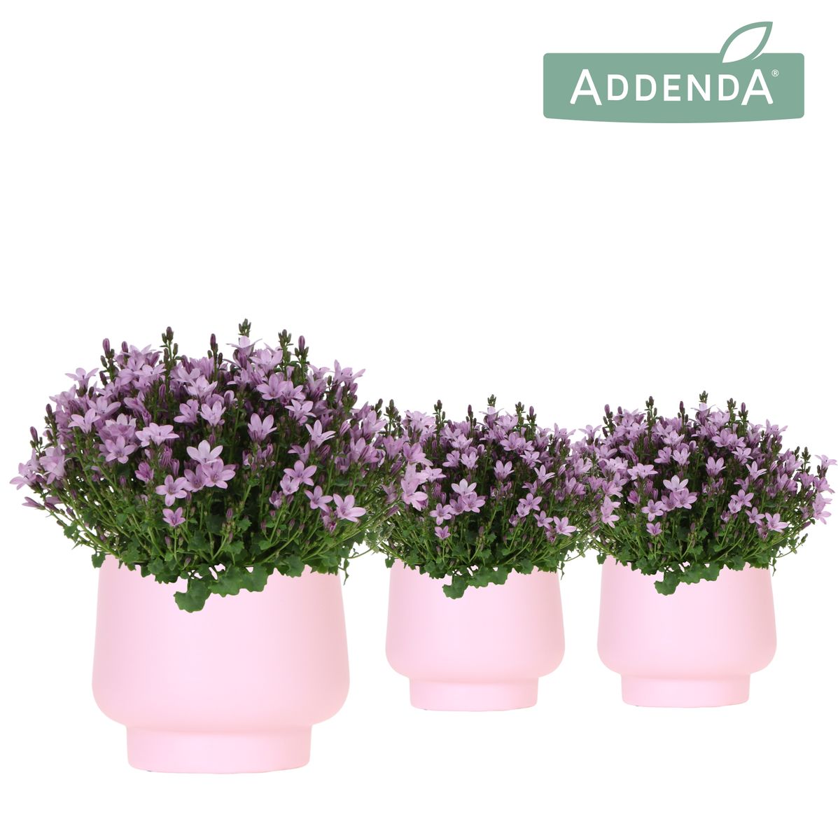 Campanula AMBELLA PINK — Plant Wholesale FlorAccess