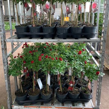 Rosa MIX — Plant Wholesale FlorAccess