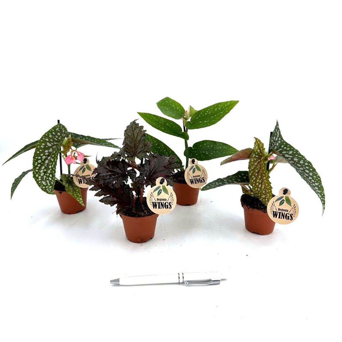 Begonia maculata ANGEL MIX — Mayorista de plantas FlorAccess