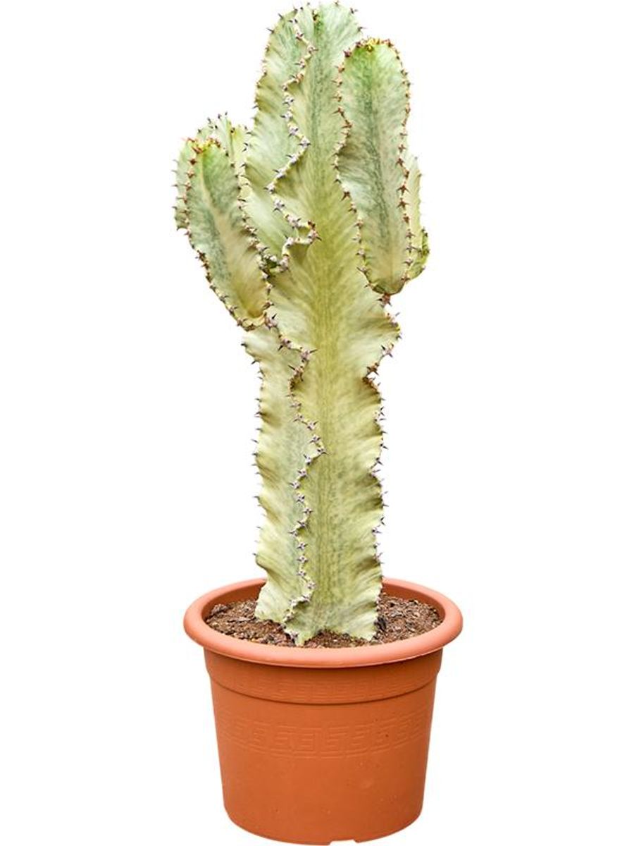 Euphorbia ingens marmorata — Plant Wholesale FlorAccess