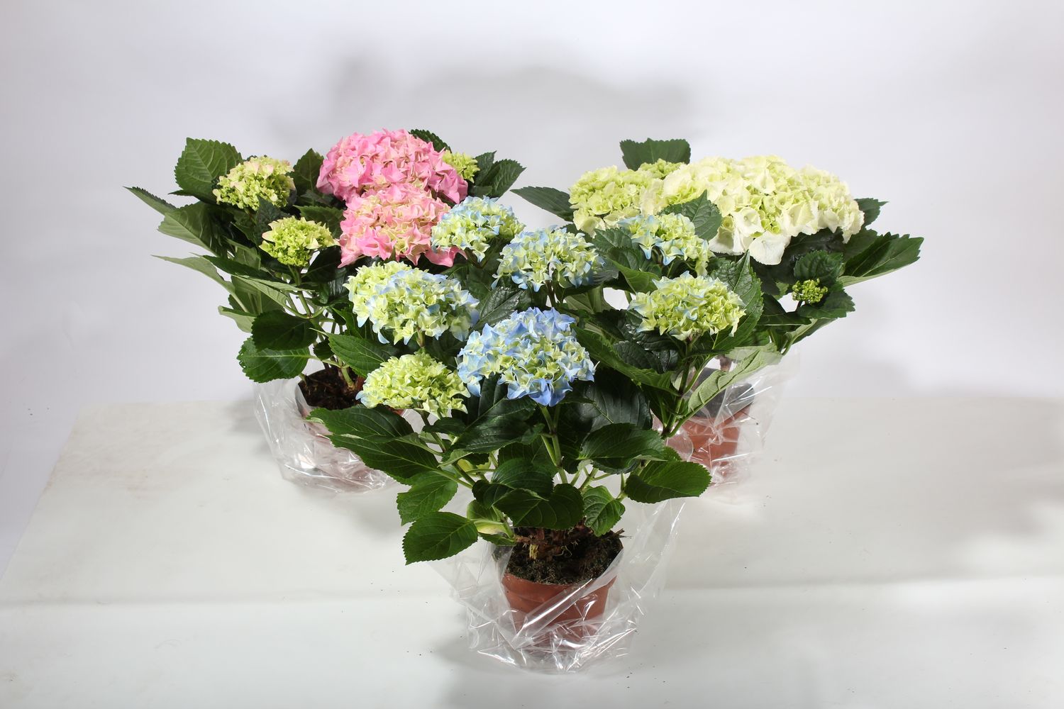 Hydrangea macrophylla MIX — Plant Wholesale FlorAccess