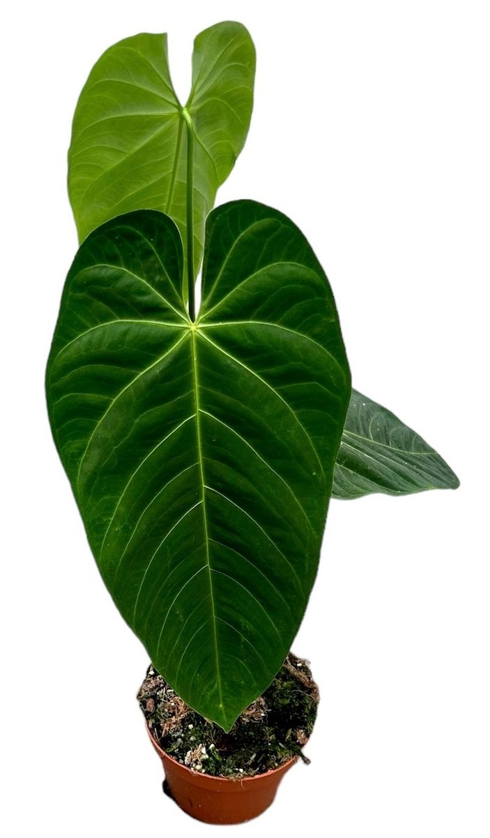 Anthurium queremalense — Plant Wholesale FlorAccess