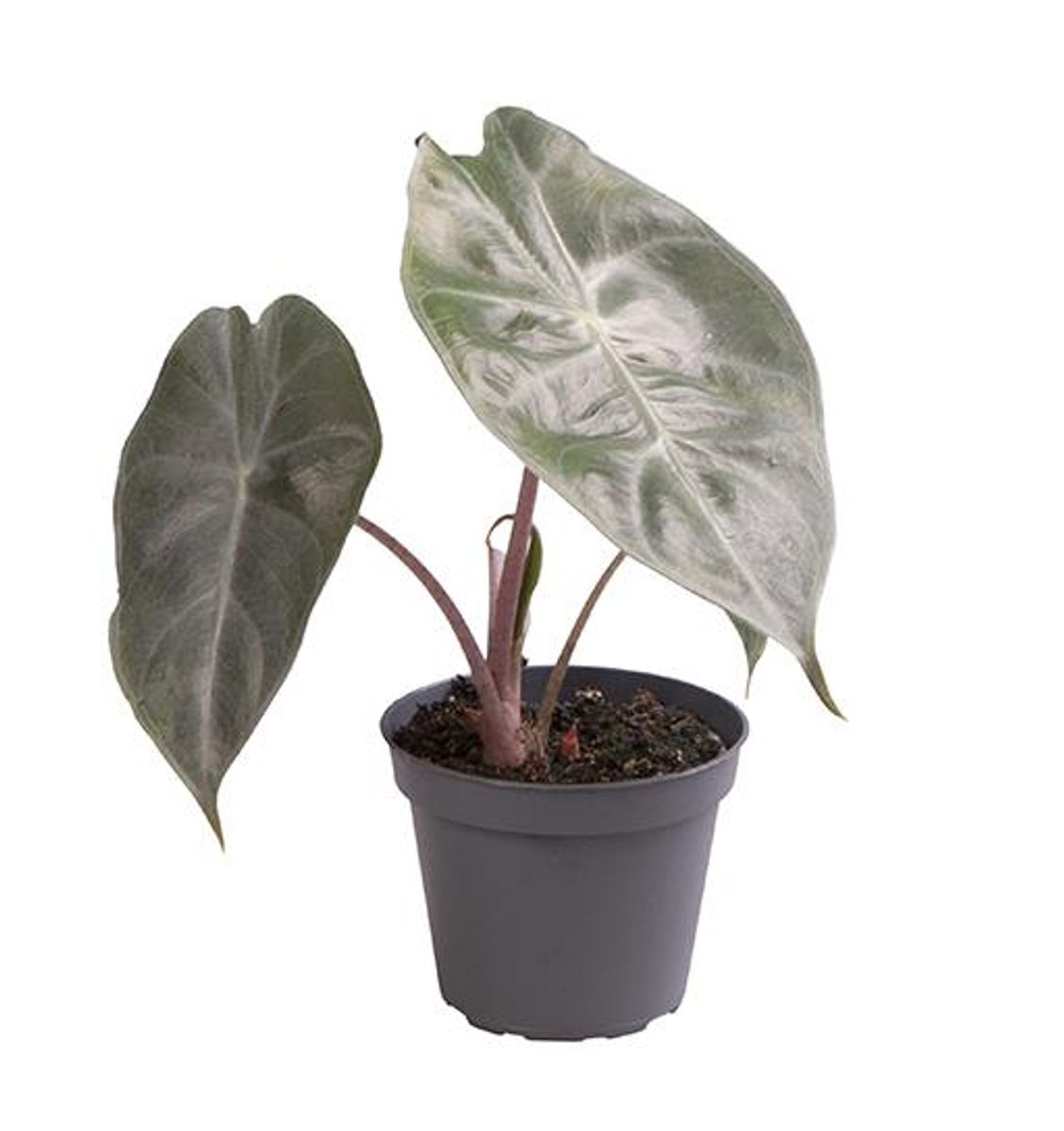 Alocasia 'Pink Dragon' — Plant Wholesale FlorAccess