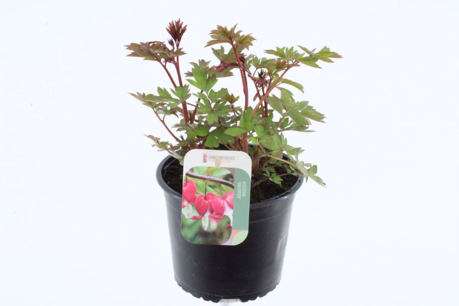 Dicentra spectabilis 'Valentine' — Plant Wholesale FlorAccess