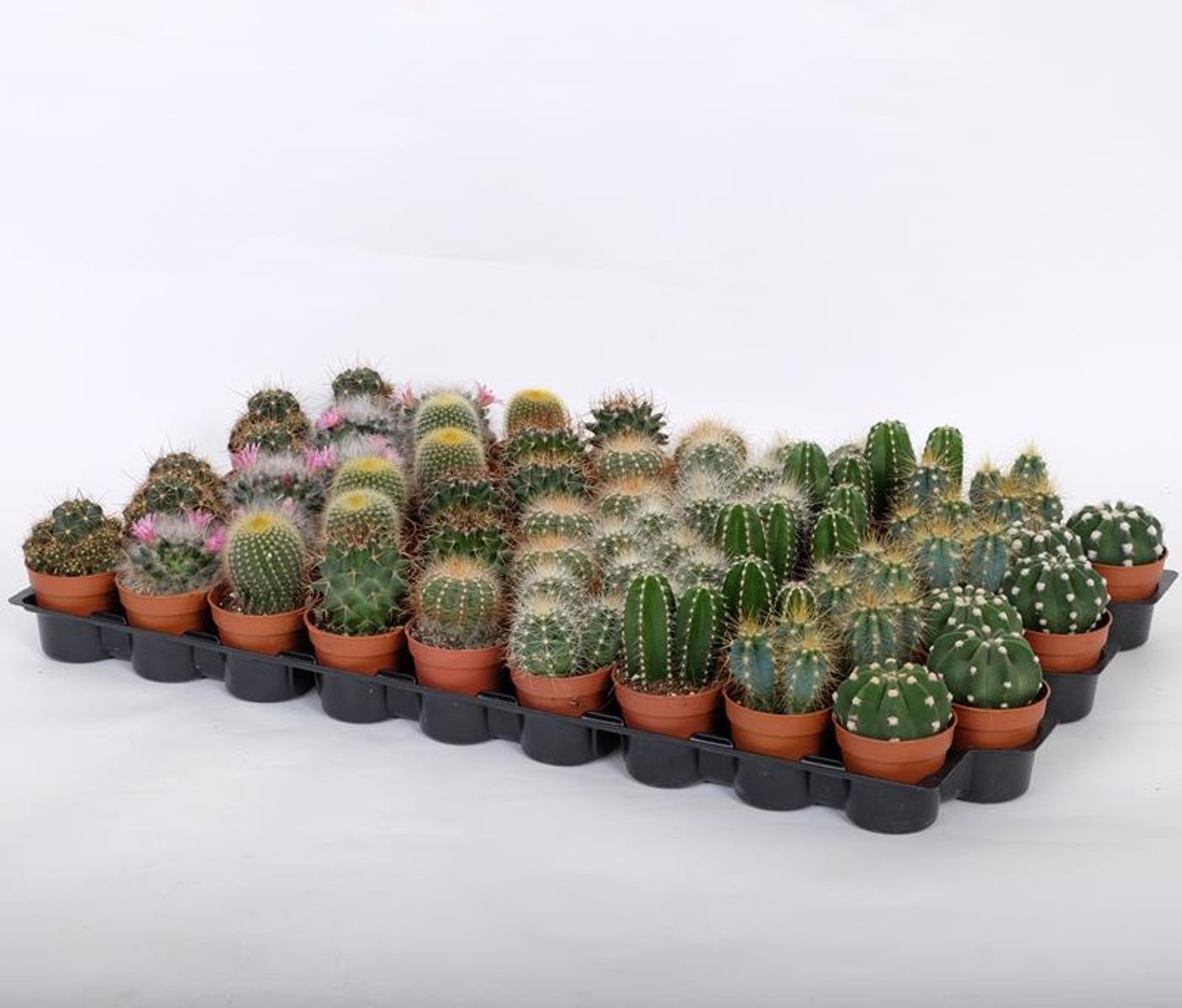 Cactus MIX — Plant Wholesale FlorAccess