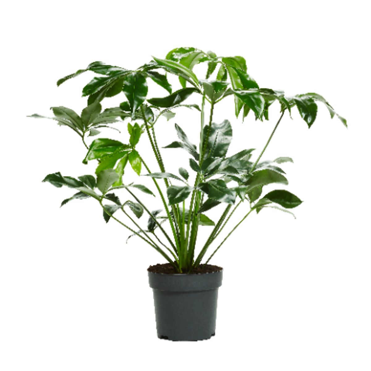 Philodendron 'Fun Bun' — Plant Wholesale FlorAccess