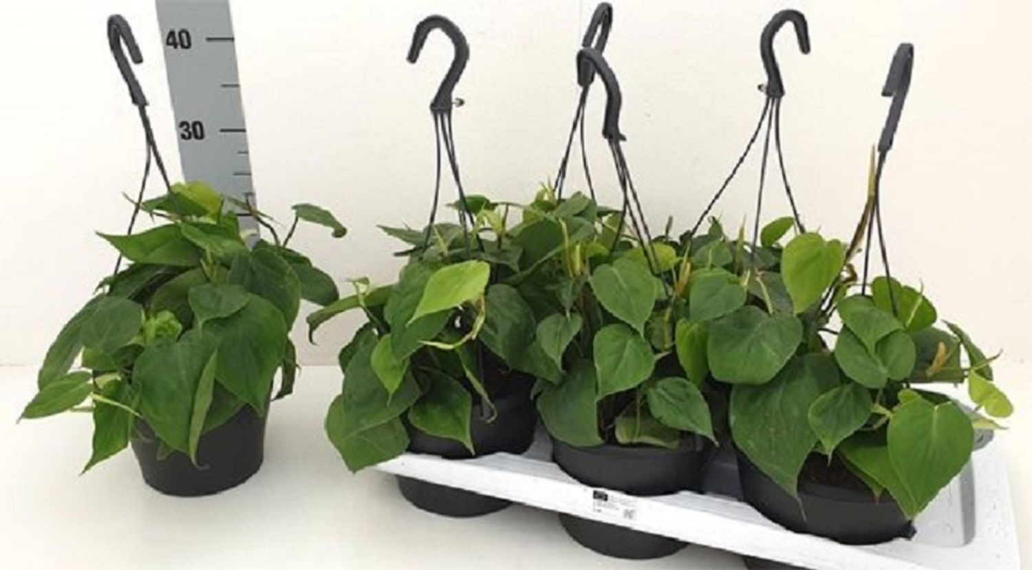 Philodendron scandens — Plant Wholesale FlorAccess