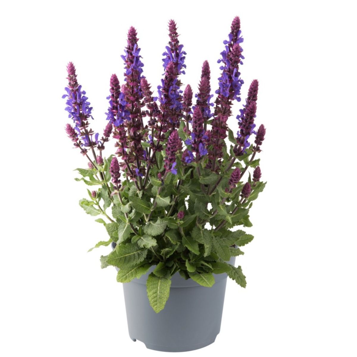 Salvia x sylvestris BLUE MARVEL — Plant Wholesale FlorAccess