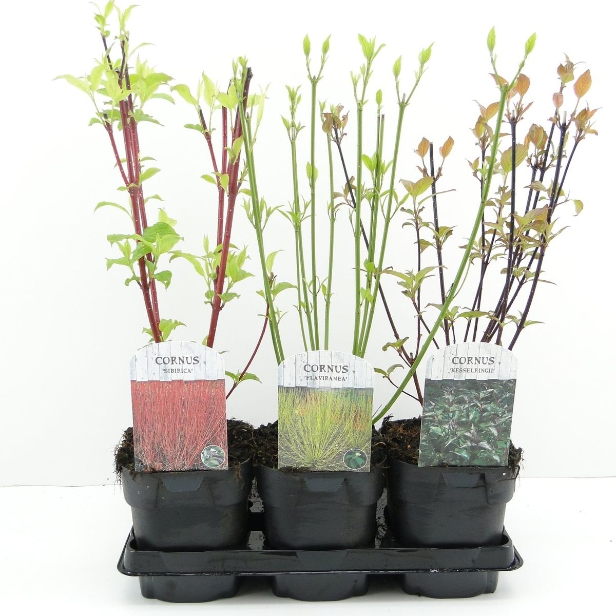 Cornus MIX — Plant Wholesale FlorAccess