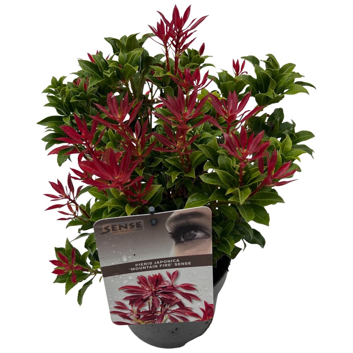 Pieris japonica 'Mountain Fire' — Plant Wholesale FlorAccess