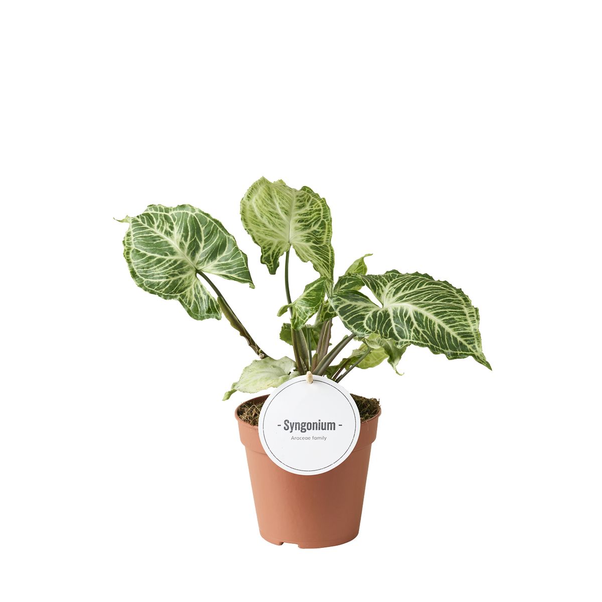 Syngonium 'Batik' — Plant Wholesale FlorAccess