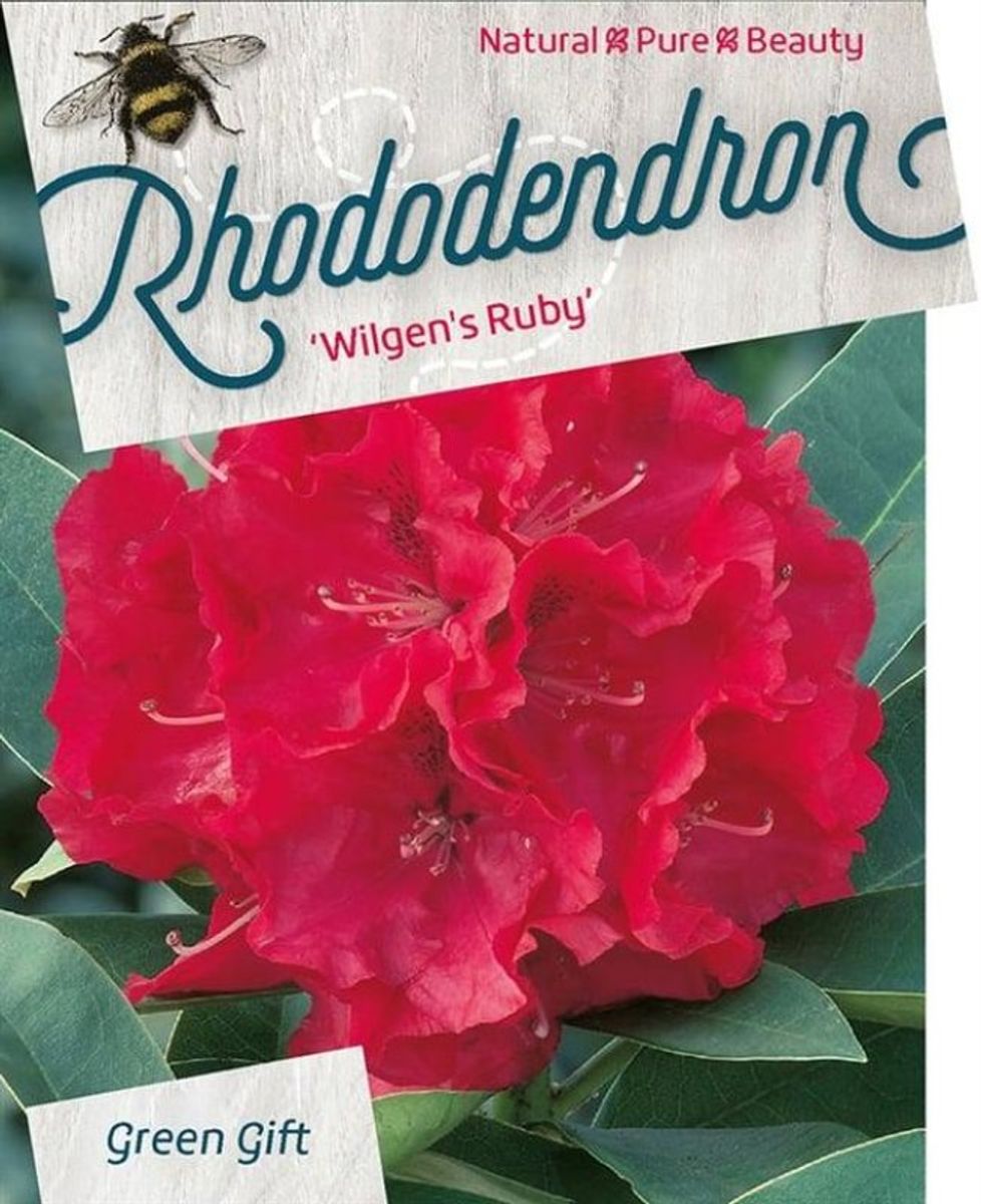 Rhododendron 'Wilgen's Ruby' — Plant Wholesale FlorAccess