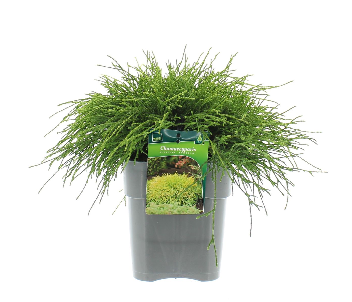 Chamaecyparis pisifera 'Sungold' — Plant Wholesale FlorAccess