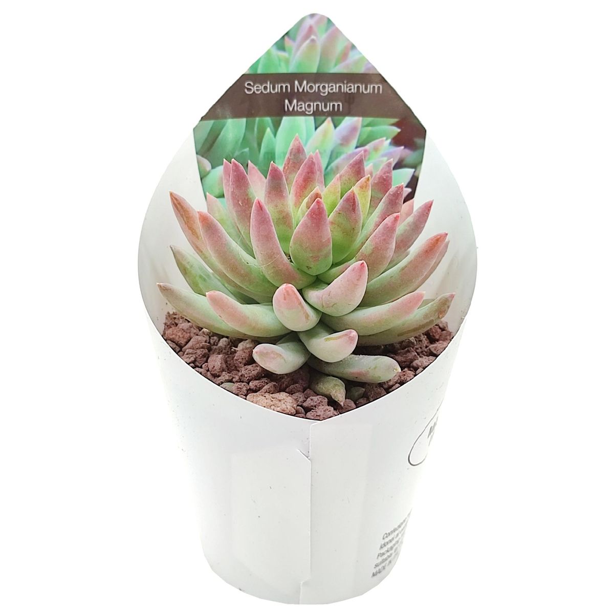 Sedum morganianum 'Magnum' — Plant Wholesale FlorAccess