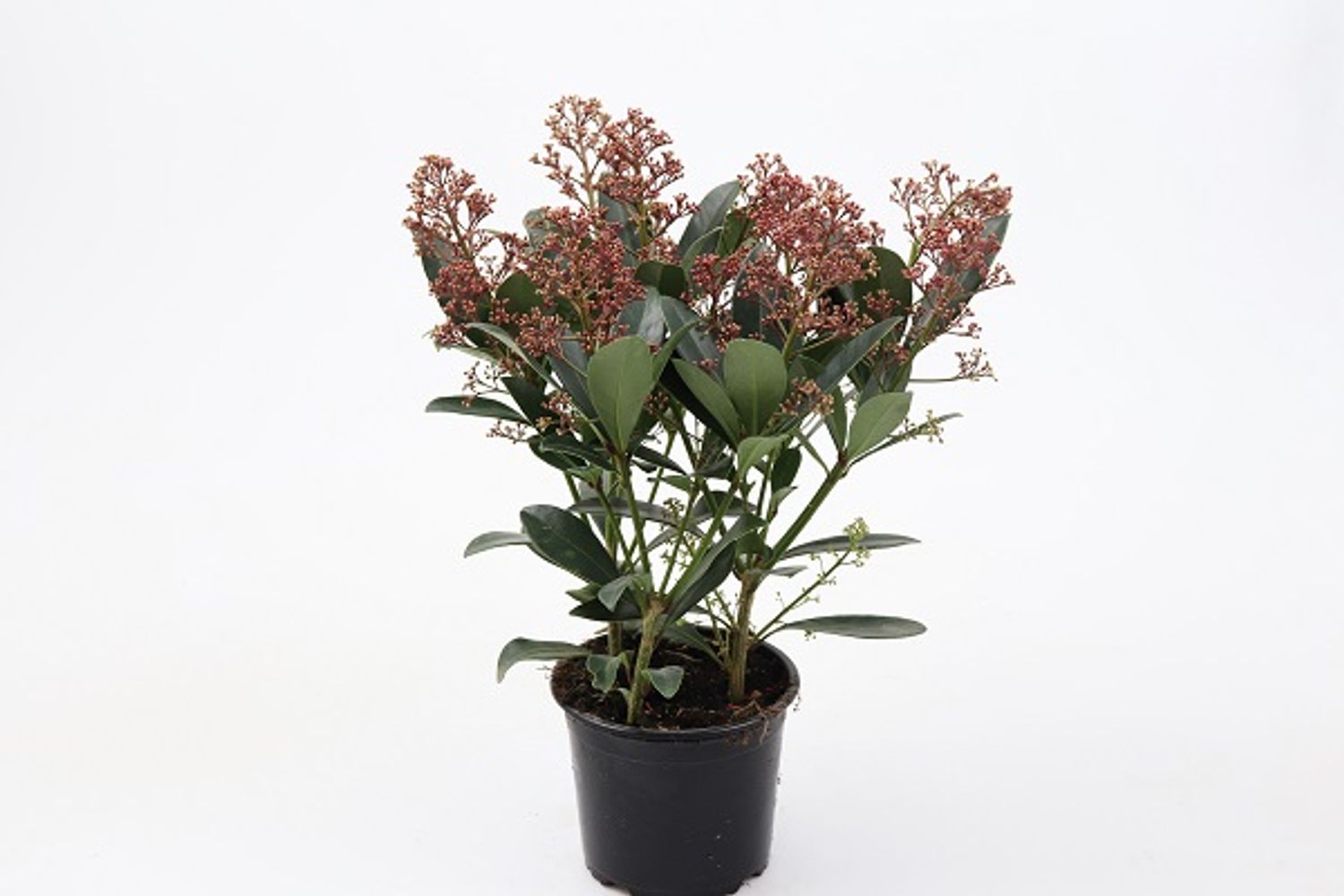 Skimmia japonica 'Rubella' — Plant Wholesale FlorAccess