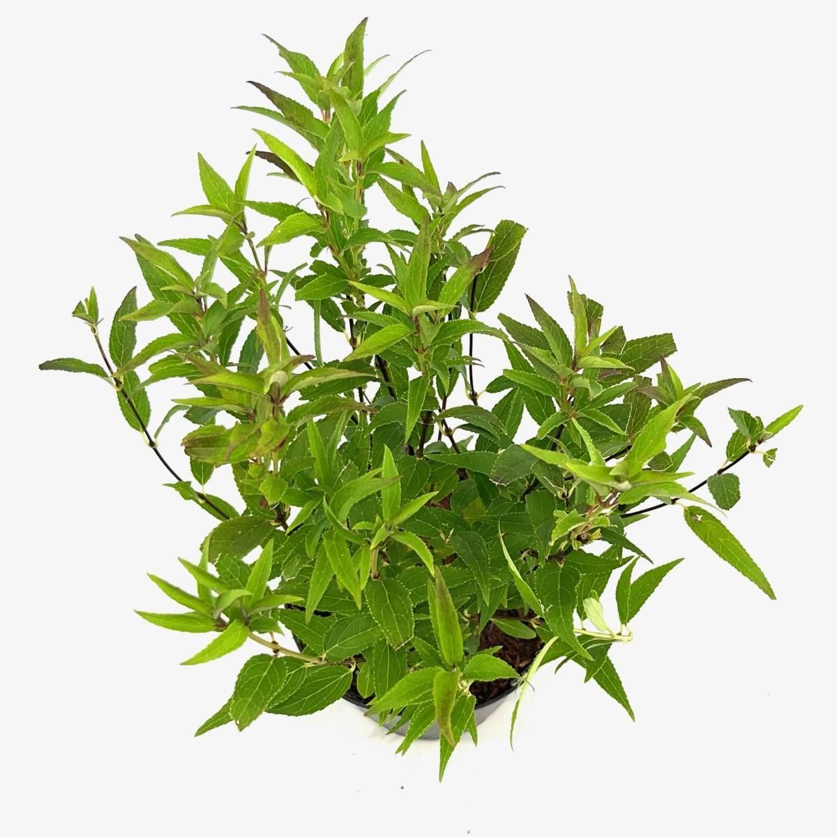 Deutzia gracilis — Plant Wholesale FlorAccess