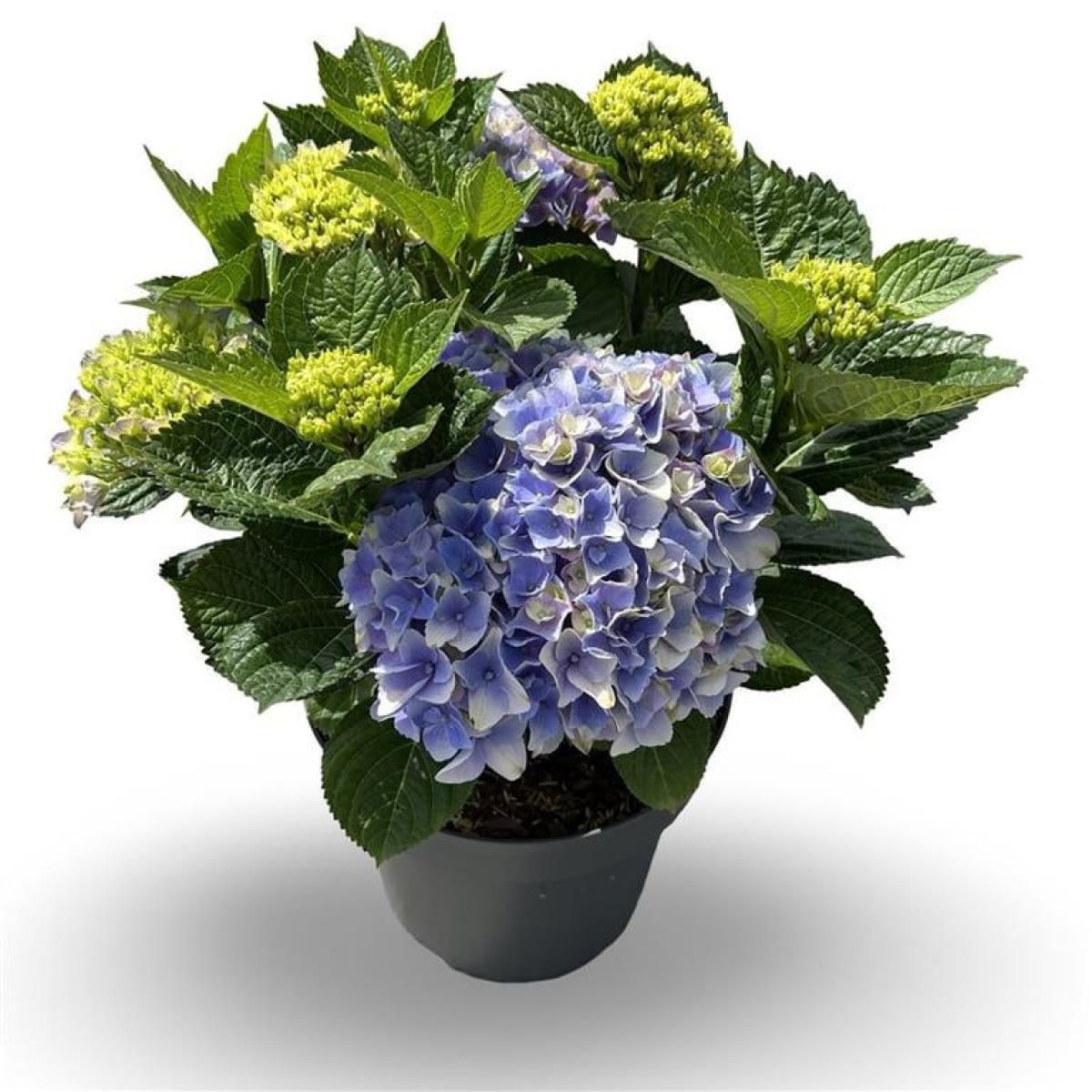 Hydrangea macrophylla 'Bela' — Plant Wholesale FlorAccess